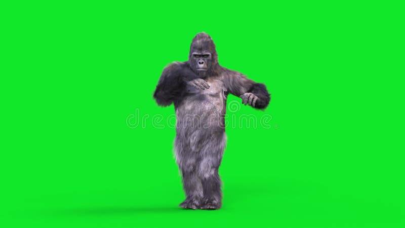 Green Screen Gorilla Dances Rumba Realistic Fur 3D Animations Rendering ...