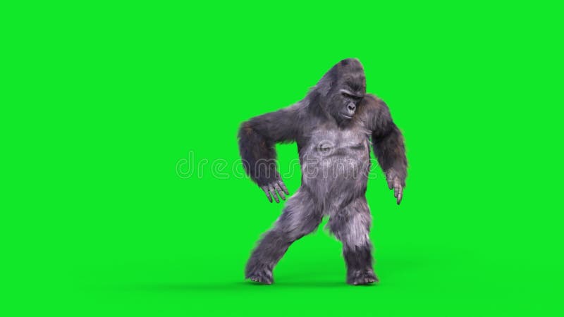 Green Screen Gorilla Dances Salsa Dancing Realistic Fur 3D Animations ...