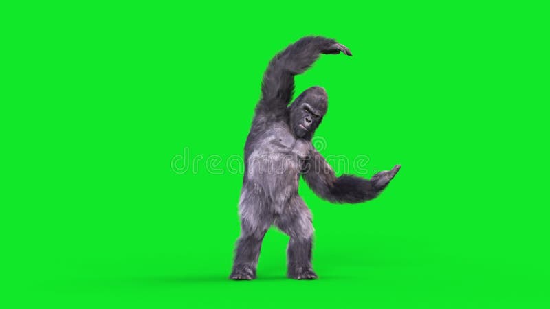 Green Screen Gorilla Dances Ymca Dance Realistic Fur 3D Animations ...