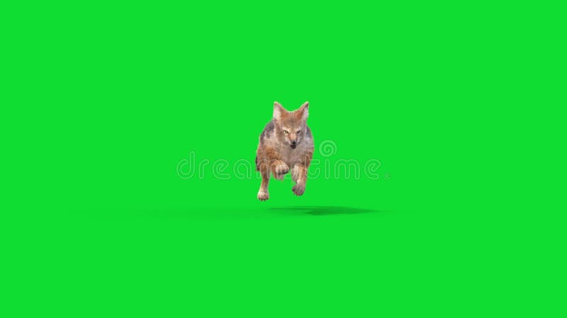 Green Screen Jackal Animals Run Front 3D Animations Rendering Stock ...