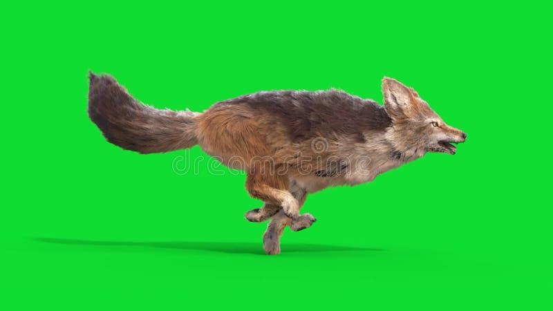 Green Screen Jackal Animals Runcycle Side Loop 3D Animations Rendering ...