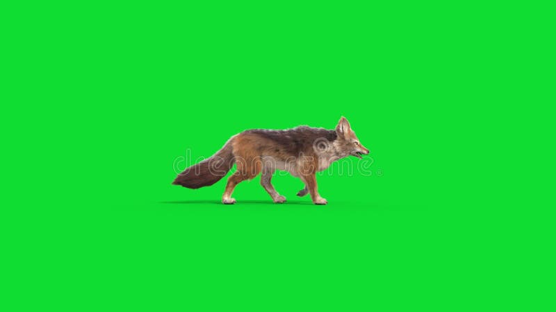 Green Screen Jackal Animals Walks Side 3D Animations Rendering CGI ...