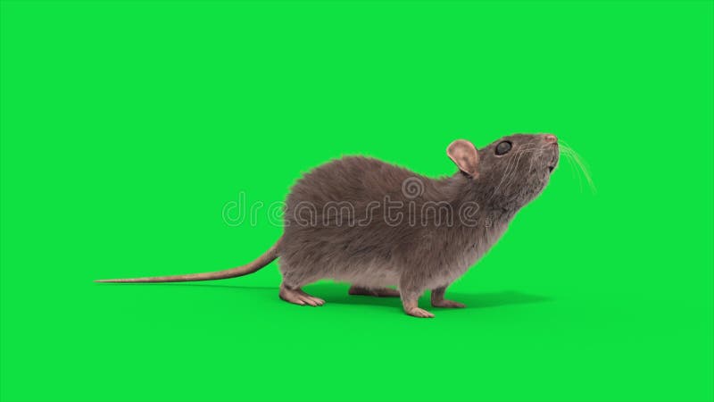 Green Screen Rat Real Fur Alert Loop Animals 3D Animations Rendering ...