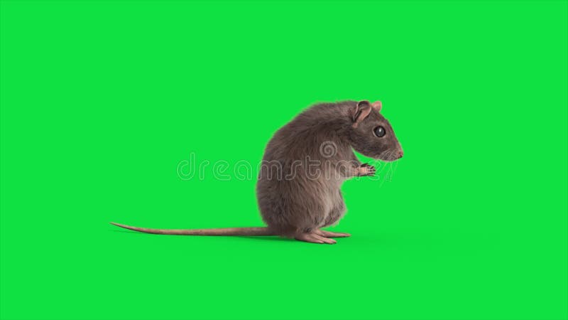 Green Screen Rat Real Fur Eating Side Loop Animals 3D Animations ...
