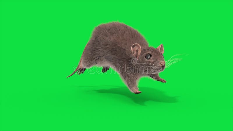 Green Screen Rat Real Fur Runcycle Loop Animals 3D Animations Rendering ...