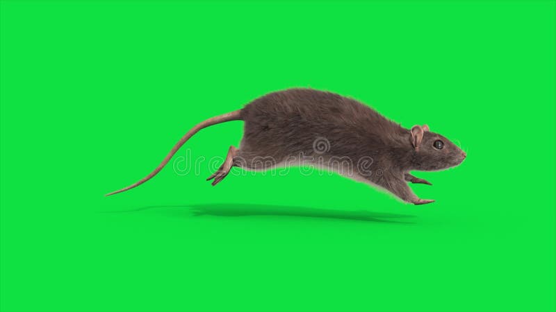 Green Screen Rat Real Fur Runcycle Side Loop Animals 3D Animations ...