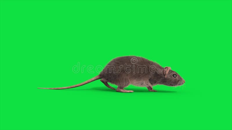 Green Screen Rat Real Fur Walkcycle Side Loop Animals 3D Animations ...