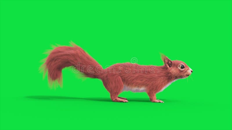 Green Screen Squirrel Rodent Eats Side Loop Animals 3D Rendering ...