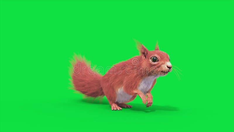 Green Screen Squirrel Rodent Jump Loop Animals 3D Rendering Animation ...