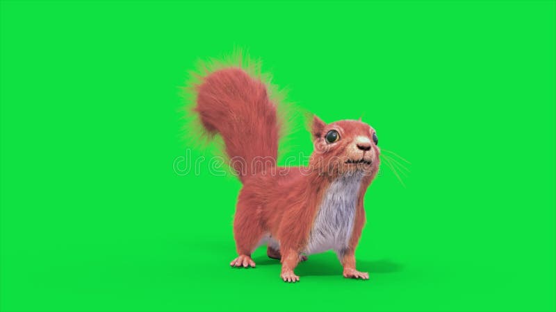 Green Screen Squirrel Rodent Look Around Loop Animals 3D Rendering ...