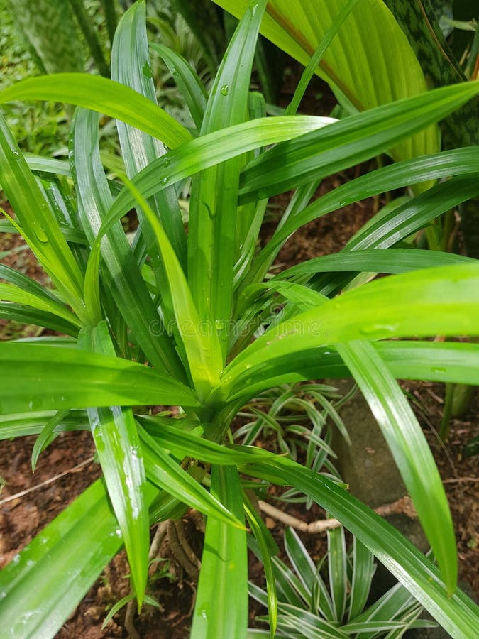 Green pine pandanus stock image. Image of pandanus, grass - 271001111