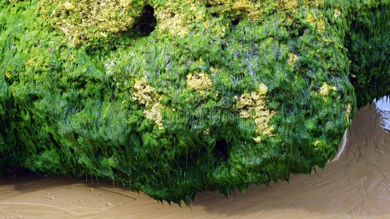 Green sea grass stock photo. Image of grass, rocks, algarve - 90145116