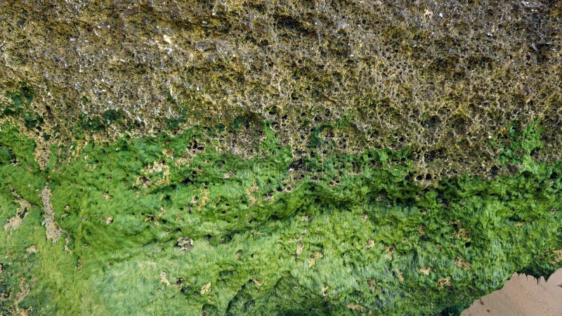 Green sea grass stock photo. Image of algarve, outside - 90145538
