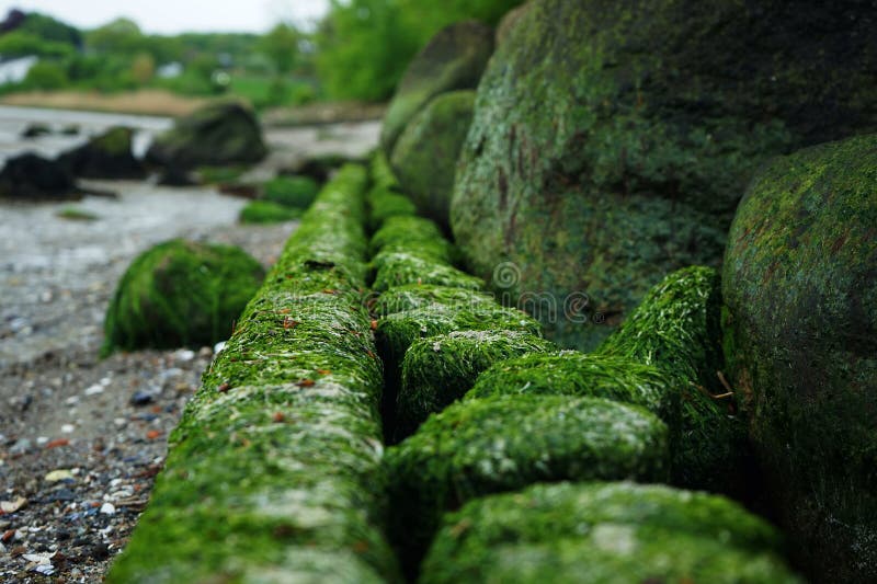 Green Sea Grass on Rocks at the Edge of the Sea Stock Image - Image of ...