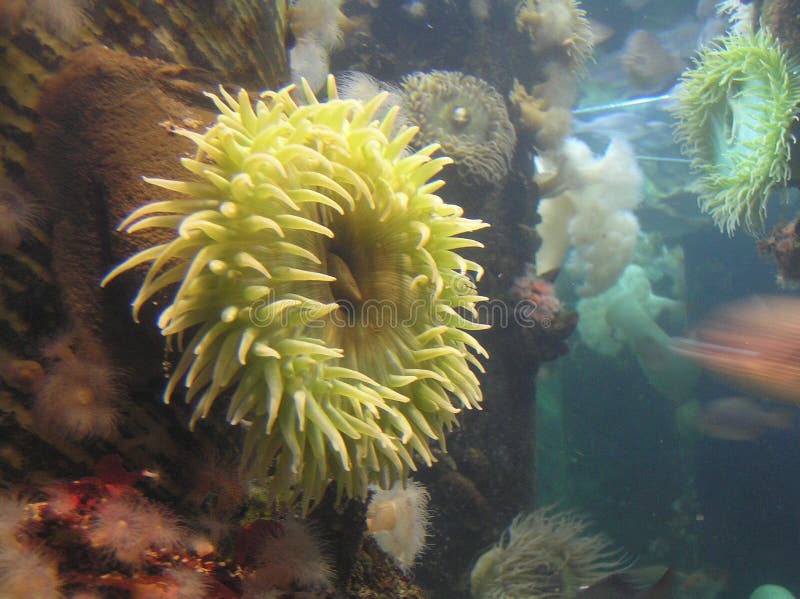 Green sea roses stock photo. Image of resident, oceans - 12771724