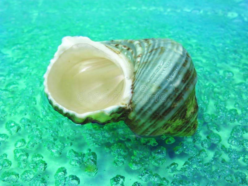 Green sea shell in water stock photo. Image of cockle - 13547672