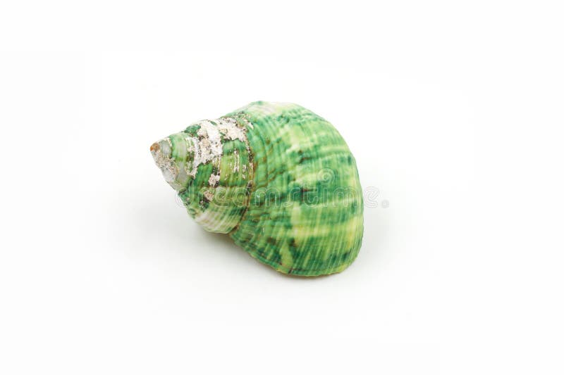 Green Sea shells on white stock photo. Image of decor - 50039522