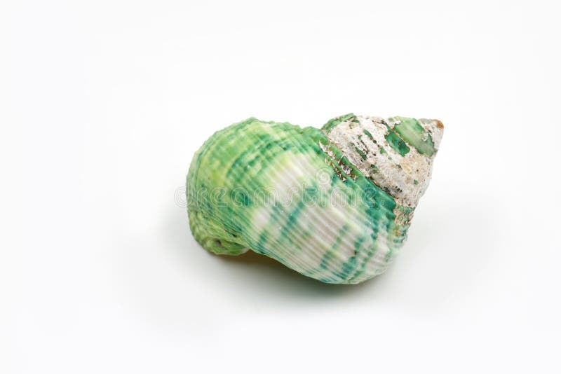Green Sea shells on white stock image. Image of natural - 50039559