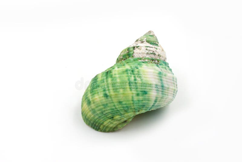 Green Sea shells on white stock image. Image of spiral - 50039843