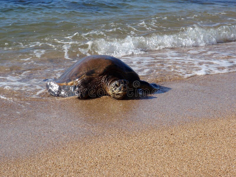 981 Green Sea Turtle Eye Stock Photos - Free & Royalty-Free Stock ...