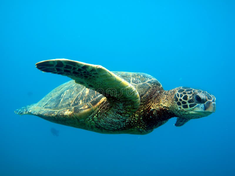 Sea turtle back stock photo. Image of pattern, water, back - 9826556