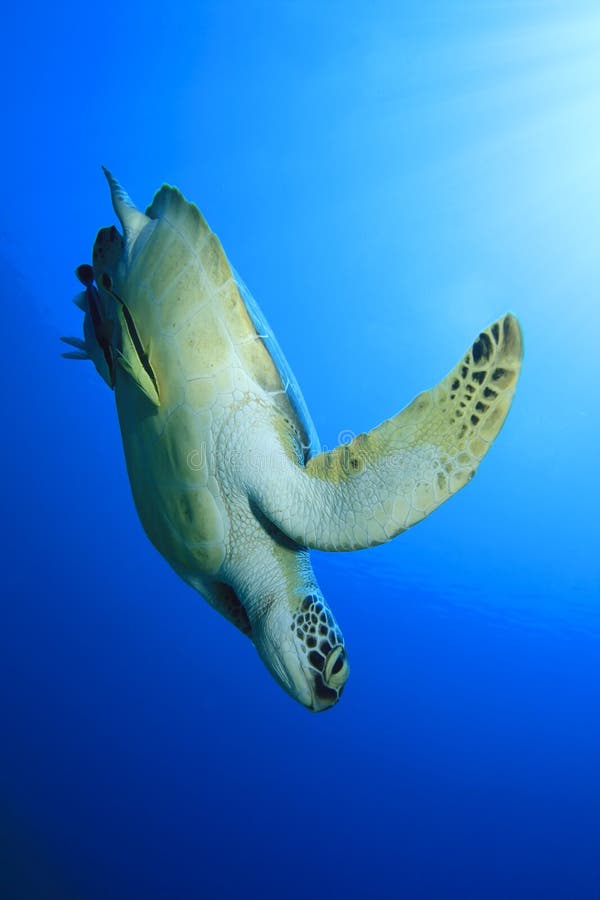 Green Sea Turtle stock photo. Image of reef, natural - 15293014