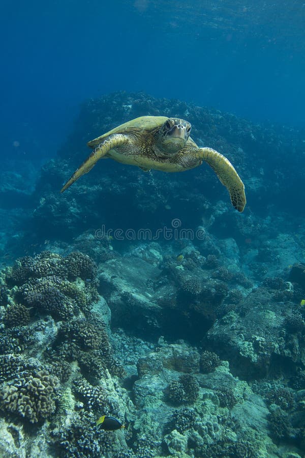Green Sea Turtle stock image. Image of pacific, underwater - 22108755