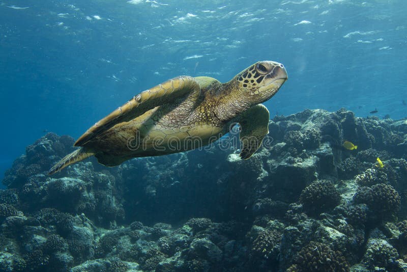 Hawaiian Green Sea Turtle stock photo. Image of ocean - 20931690