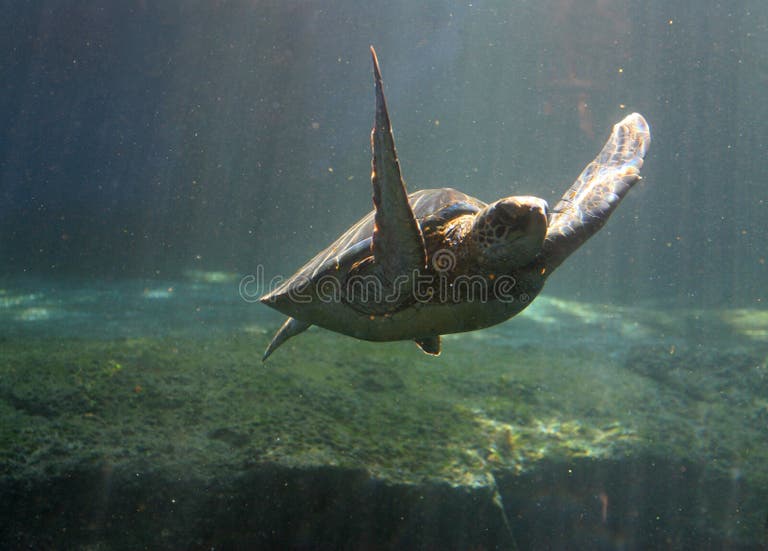 1,302 Green Sea Turtle Eye Stock Photos - Free & Royalty-Free Stock ...