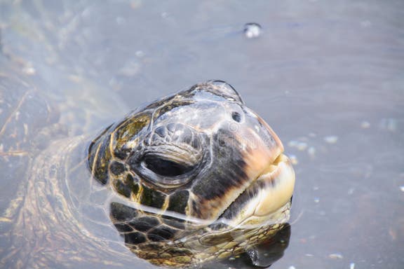 663 Green Sea Turtle Flippers Stock Photos - Free & Royalty-Free Stock ...