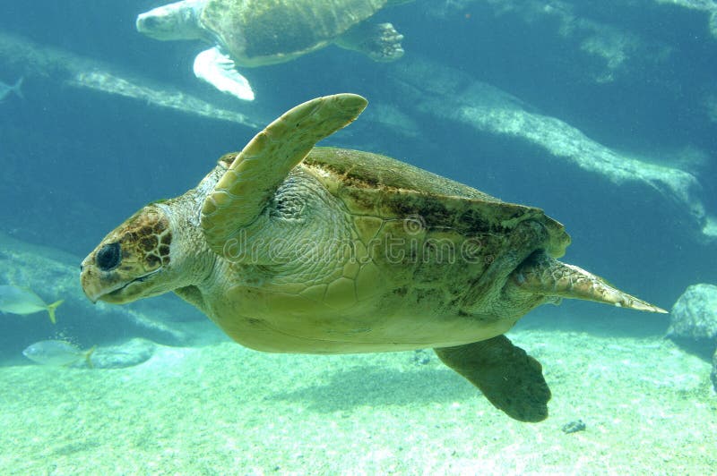 Green Sea Turtle stock image. Image of turtle, green, animal - 4557555