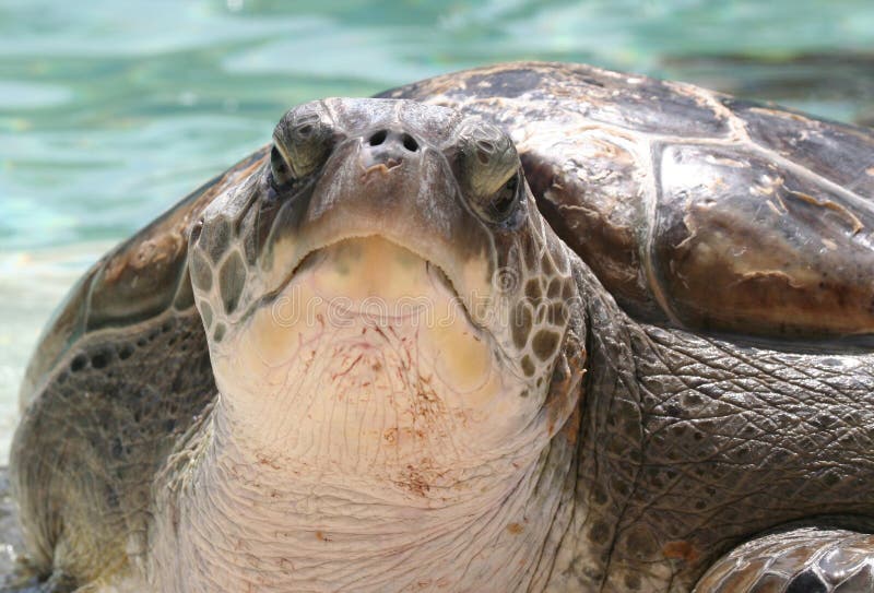 Giant Sea Turtle Mouth