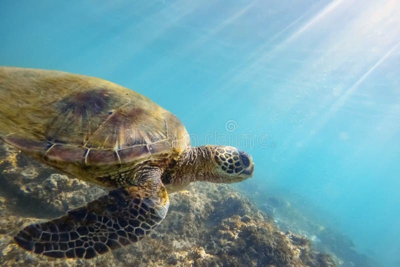 Green Sea Turtle Swimming In Deep Blue Ocean Stock Image Image Of