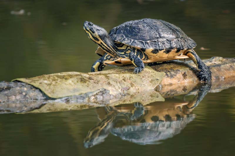 Turtle Basking on Green Pond Vegetation. Stock Photo - Image of basking ...