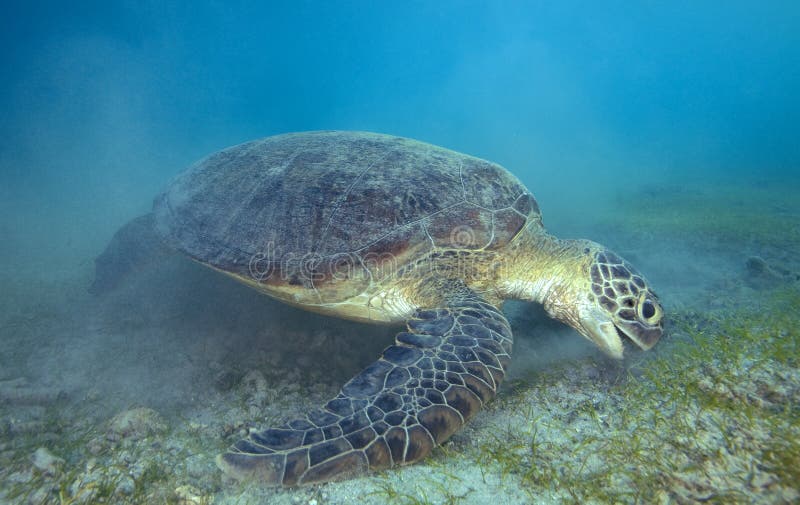 Green Sea Turtles Eating