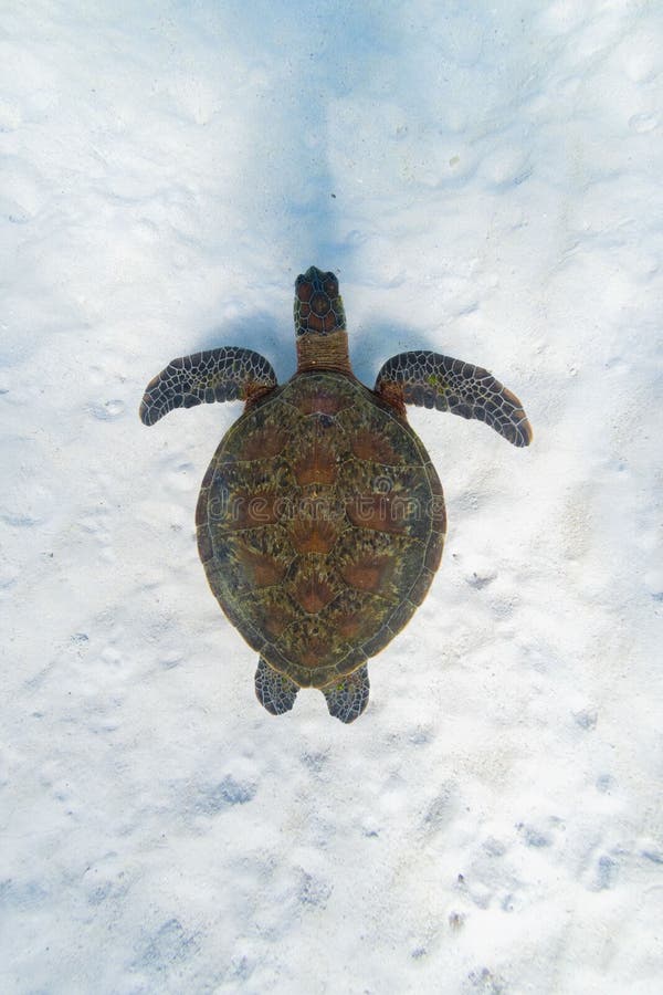 Green Sea Turtle (Chelonia Mydas) Under the Ocean Stock Photo - Image ...