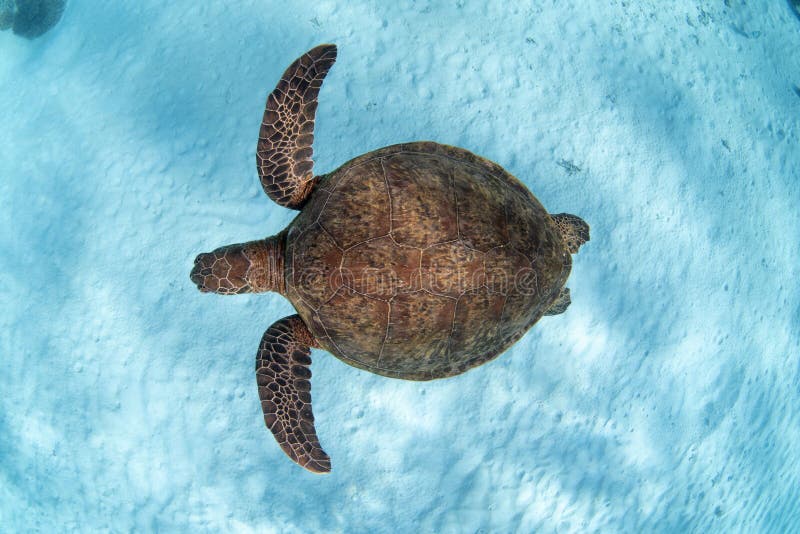 Green Sea Turtle (Chelonia Mydas) Under the Ocean Stock Photo - Image ...