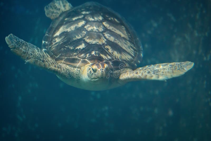 Green Sea Turtle Underwater Stock Photo - Image of ectothermic, hard ...