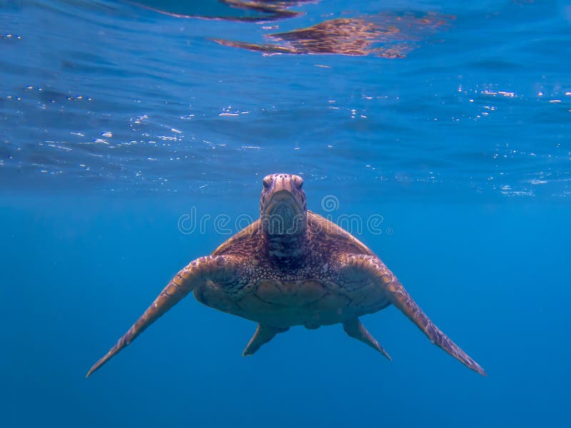 Green Sea Turtle in Clear Blue Water Low Angle View Stock Image - Image ...