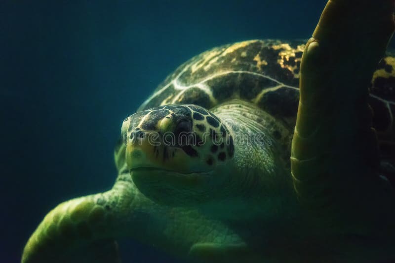 Green sea turtle close up stock photo. Image of climate - 100581838