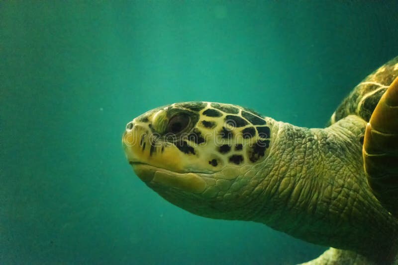 Green sea turtle close up stock image. Image of swimming - 100581839