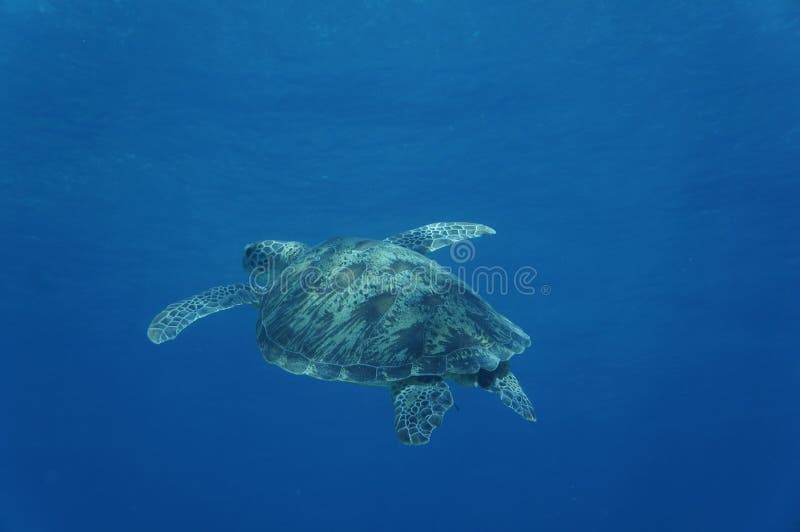 The Green Sea Turtle stock photo. Image of chelonioidea - 64261930