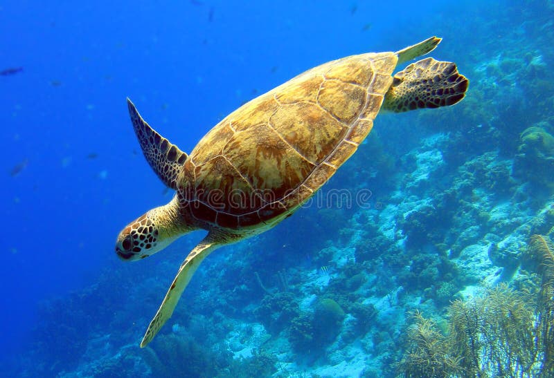Green Sea Turtle stock image. Image of summer, relax - 30904667