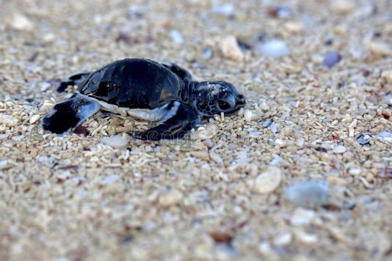 Green Sea Turtle Hatchling stock image. Image of sand - 27298747