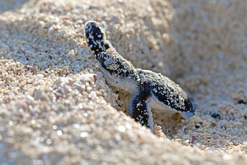 Green Sea Turtle Hatchling stock photo. Image of marine - 27205426