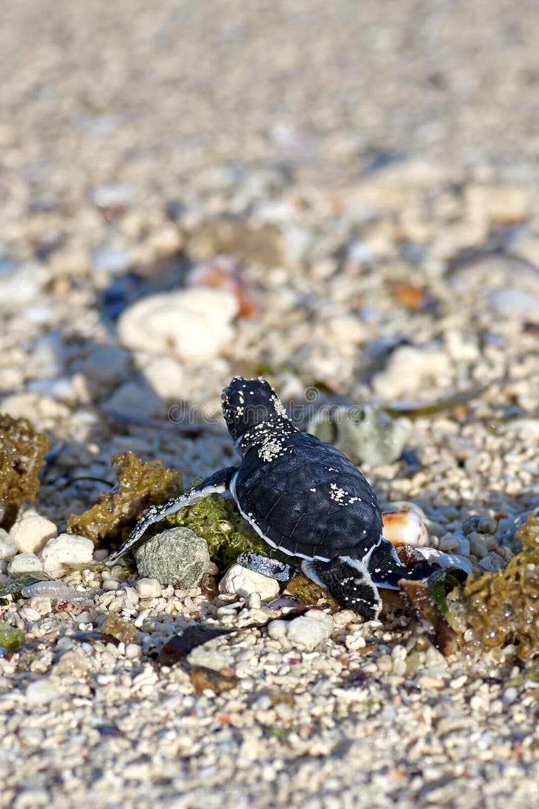 615 Tortoise Hatchling Stock Photos - Free & Royalty-Free Stock Photos ...