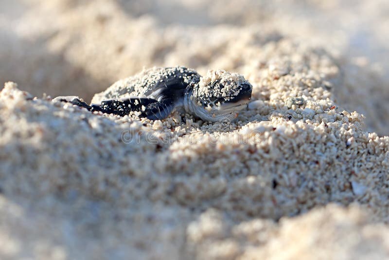Green Sea Turtle Hatchling stock photo. Image of beach - 27783940