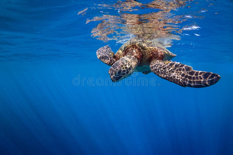 Green Sea Turtle at Surface Stock Image - Image of shell, turtle: 77505827