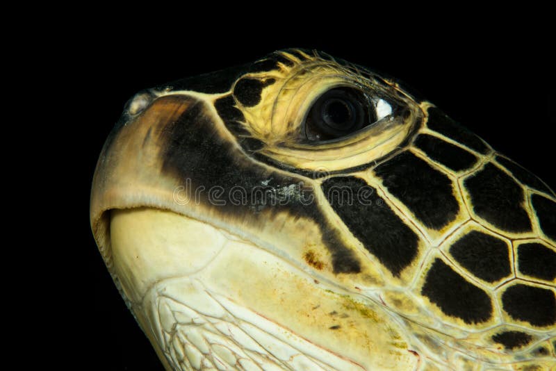 Green sea turtle head stock photo. Image of environment - 220904802