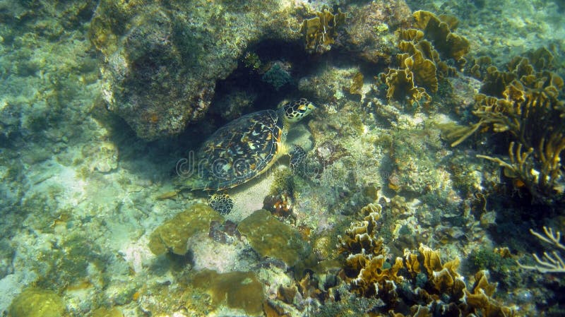 Sea Turtle hidden stock photo. Image of ecosystem, wildlife - 62872562